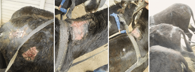 Donkeys – Agribook Digital